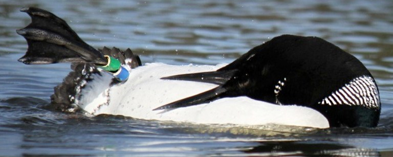 Why Band Loons? - The Loon Project