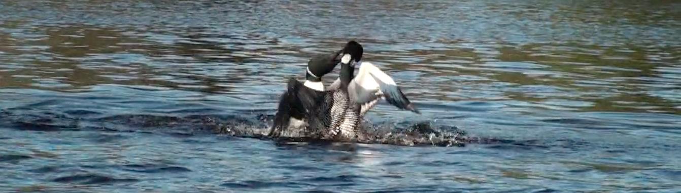 Why Males Fight So Hard - The Loon Project