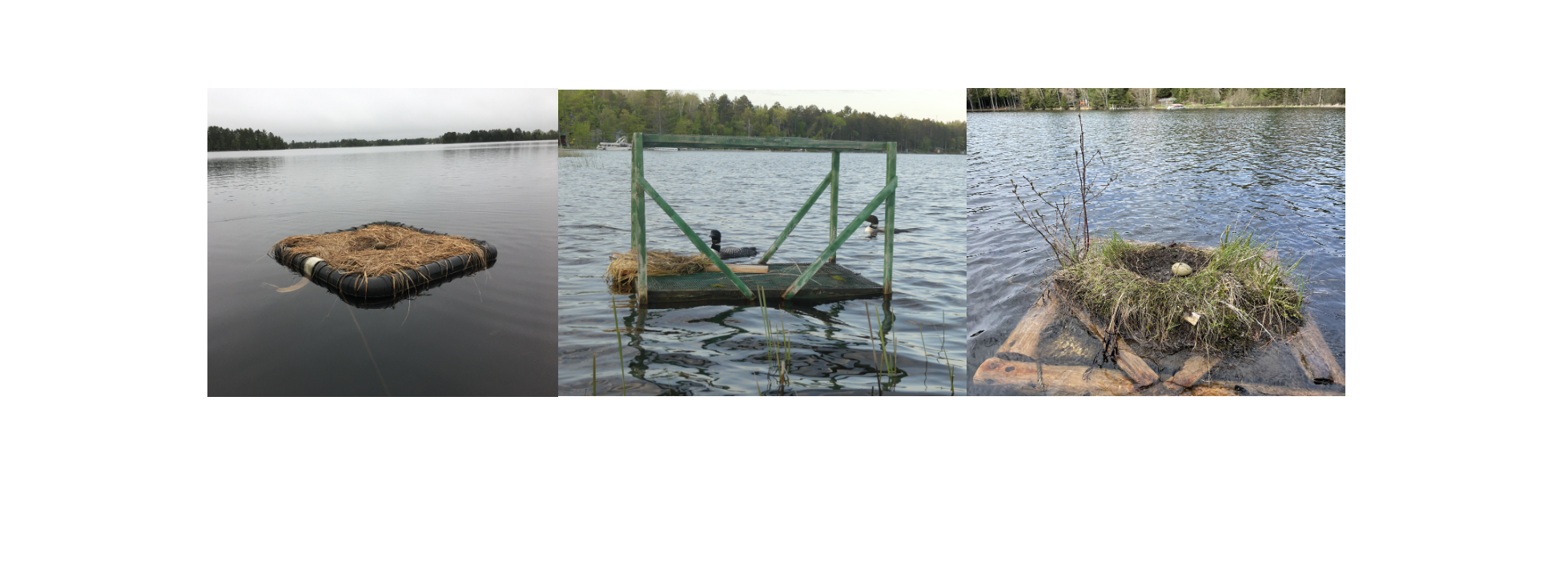 Do Nesting Platforms Help Loon Populations? - The Loon Project