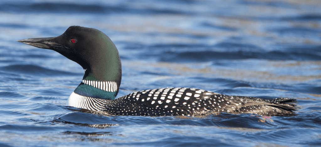 Publications - The Loon Project