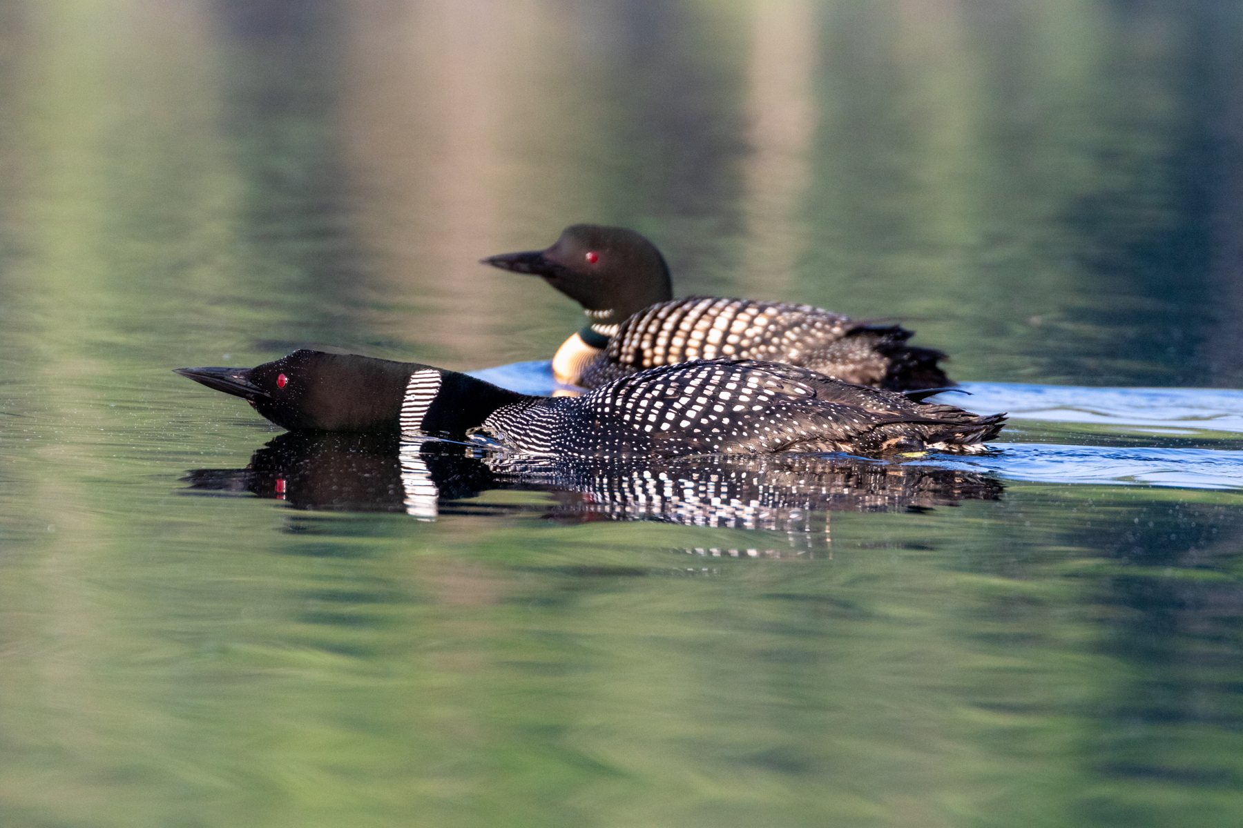 Peculiar Precocity - The Loon Project