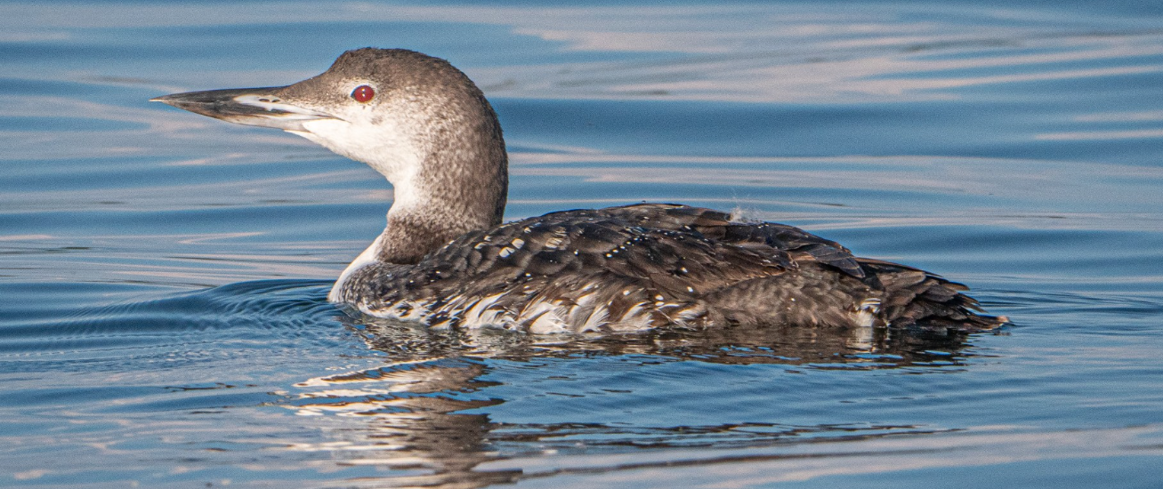 A Familiar Pattern - The Loon Project